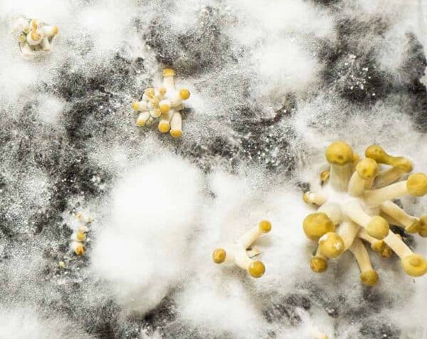 Hawaiian Copelandia Cyanescens Paddo Growkit kopen - Paddo.shop